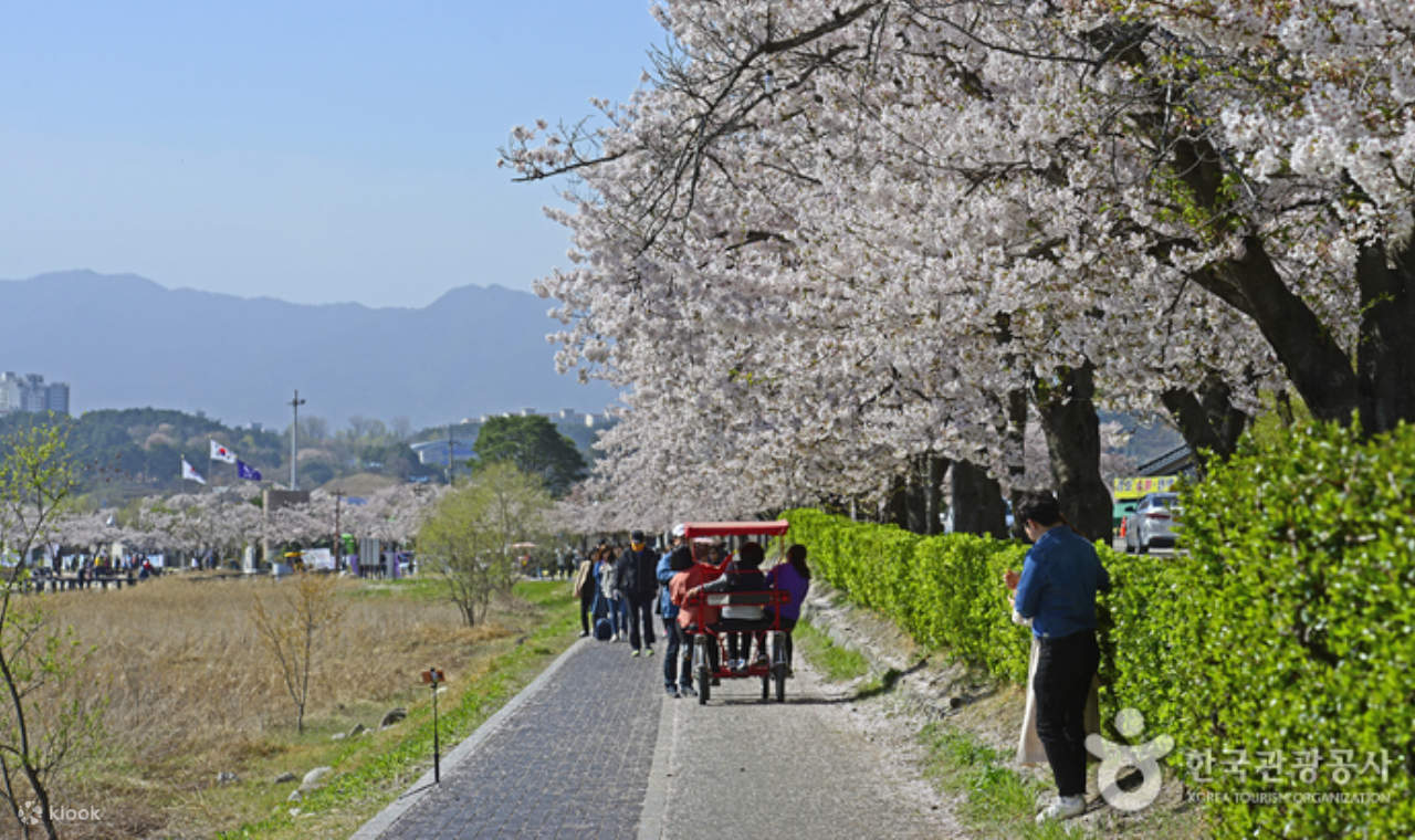 [Départ de Séoul] Festival des fleurs de cerisier de Gyeongpodae, film ...